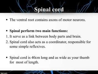 Spinal Cord And Brain PPT