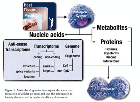 Molecular Diagnostics 3rd Edition Healthcare Book Shelf