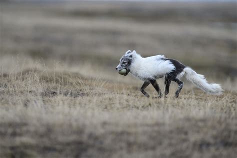 Faszinierende Polarfuchs Fakten