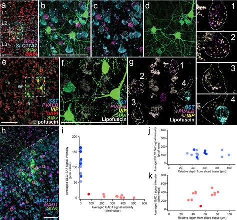 Figures And Data In Target Cell Specific Synaptic Dynamics Of Excitatory To Inhibitory Neuron