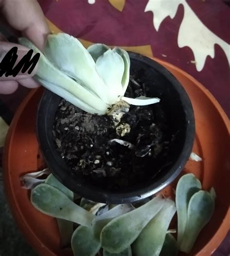 Is My Succulent Dead Rplants