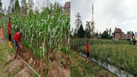 Lapas Kelas II A Kendari Dorong Warga Binaan Pemasyarakatan Bercocok Tanam Perkuat Ketahanan ...
