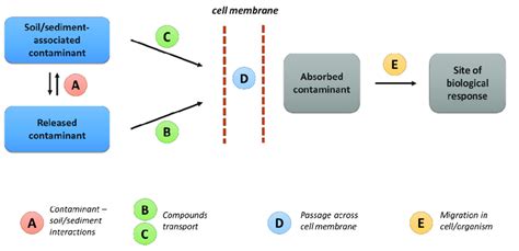 Bioavailability Of Organic Chemicals According To Ortega Calvo Et Al Download Scientific