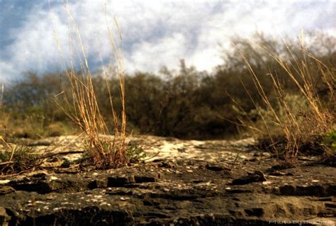 ქუჩი ეული ბალახი Bigcrow Flickr