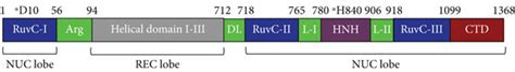 Overall Organization Structure And Function Of Crispr Associated Download Scientific Diagram