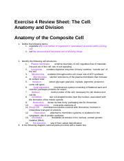 Exercise 4 Review Sheet The Cell Anatomy And Division Exercise 4 Review Sheet The Cell