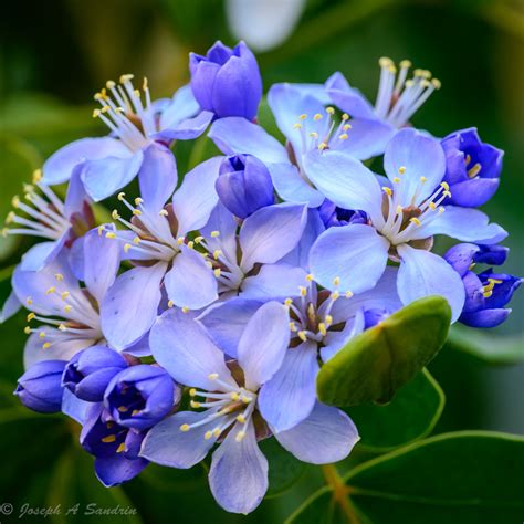 Bahamas National Flower Lignum Vitae Best Flower Site