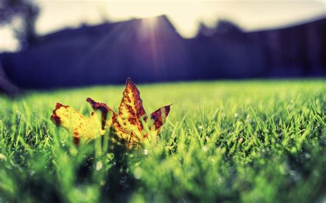 배경 화면 이파리 잔디 가을 마른 1920x1200 4kwallpaper 672782 배경 화면 Wallhere