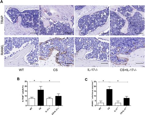 Trap Staining And Rankl Expression In Femur Sections A Trap Staining