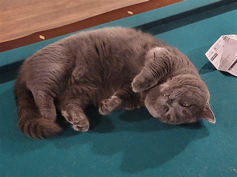 Lil Floppa Playing Pool Scrolller