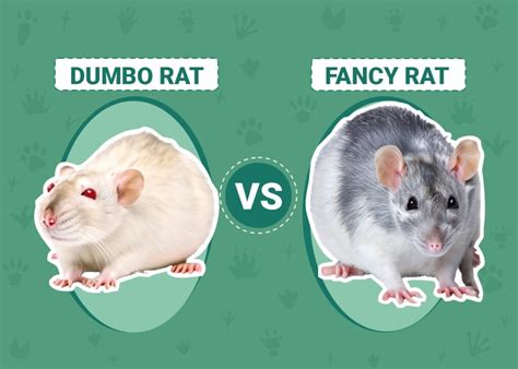 Dumbo Rat Vs Fancy Rat The Differences Explained Pangovet