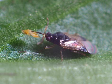 Thrips Control Orius System Biobest