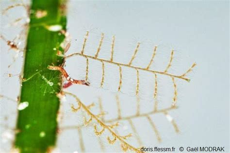 Aglaophenia Harpago Doris