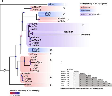 A Phylogenetic Relationships Within The Supergroup F Derived For The Download Scientific
