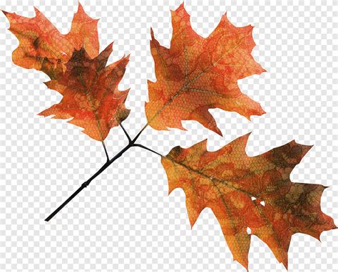 메이플 리프 수채화 꽃 가을 꽃 태그 꽃 재료 수채화 그림 잎 Png Pngegg
