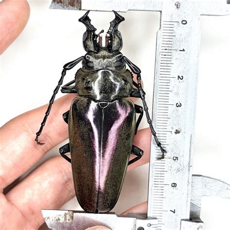 Trictenotomidae Beetle Specimen I 【rare】autocrates Aenus 75mm A1 Motuo