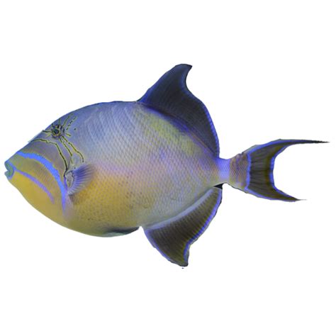 Saltwater Triggerfish For Sale Foxy Saltwater Tropicals