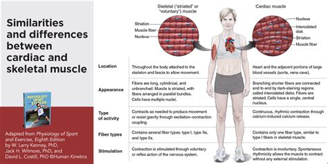 Differences Between Cardiac And Skeletal
