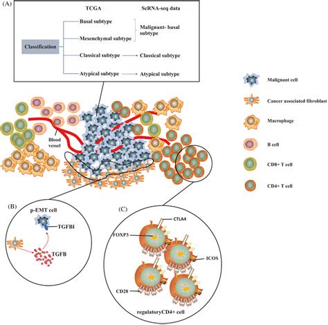 Illustration For Key Findings Of OSCC Through By ScRNAseq A The Download Scientific Diagram