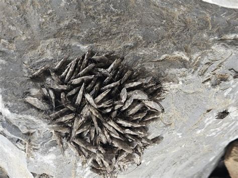 Grannom Caddis Are Peaking A Week Early In Central Pa And Theres A Few Of Them On The Water R