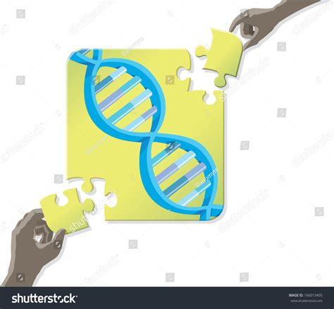 Dna Puzzle Stock Illustration 166013405 Shutterstock