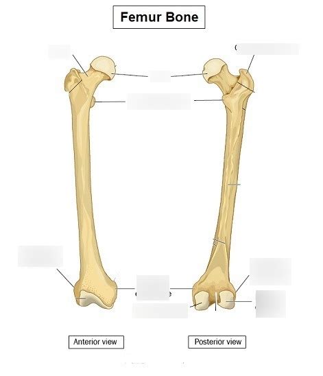 Femur Bone Diagram Quizlet