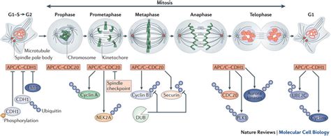 Ordered Degradation Of Apc C Substrates The Apc C Anaphase Promoting Download Scientific
