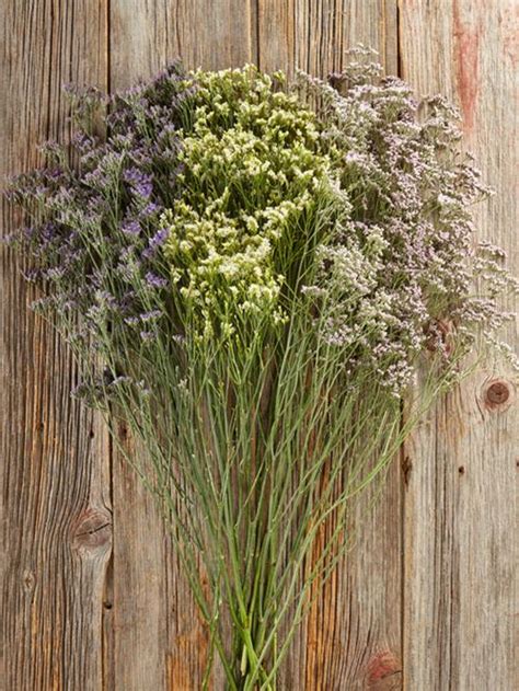 Wholesale Limonium Assorted Blue Pink And White Delivered Online