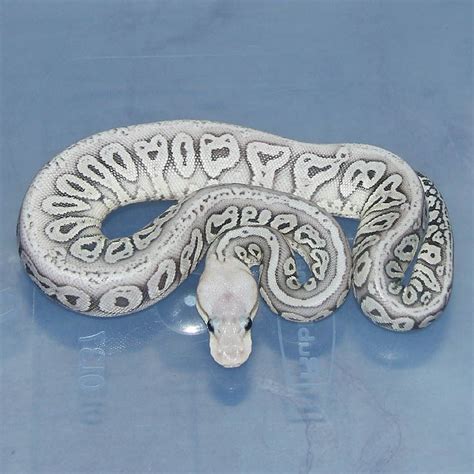 Red Ball Python Morphs