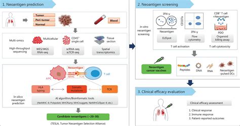 Neoantigen Cancer Vaccines A New Star On The Horizon Cancer Biology And Medicine