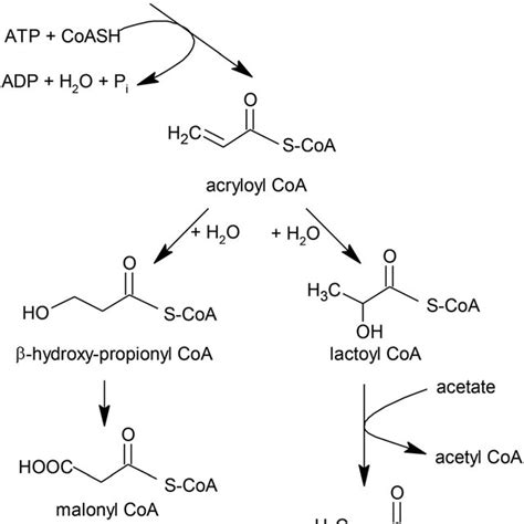 Oxidative And Reductive Pathways Of Acrylamide Metabolism And The