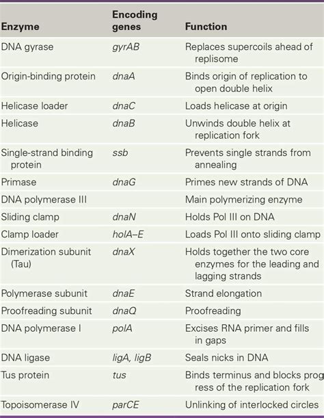 Replication Enzymes In Bacteria ‼️ Enzymes That Catalyze The Polymerization Of Deoxynucleotides