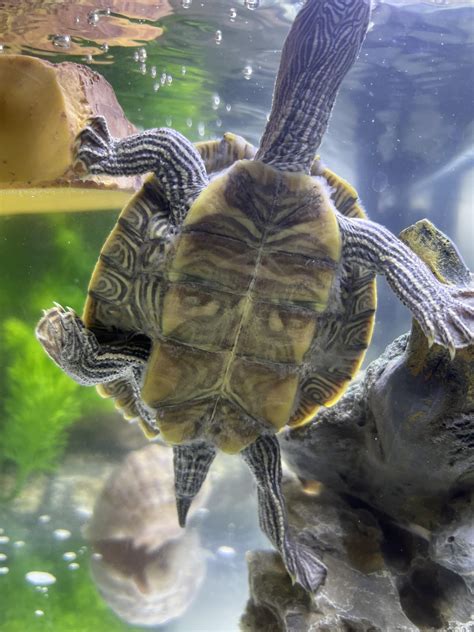 Help W Identifying The Sex Of My Turtle Rturtle