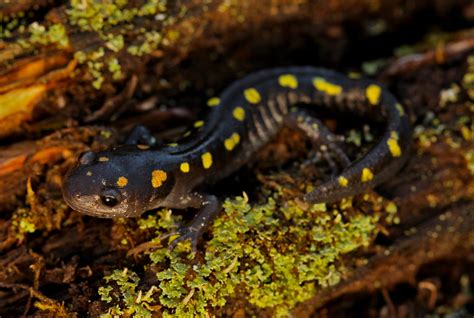 Spotted Salamander Ambystoma Maculatum March 2nd 2021 4 Flickr