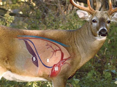 50 Cal Muzzleloader Trajectory Chart Precision Shooting Guide The
