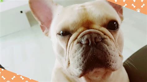 귀여운 프렌치불독 2마리 일상 Youtube