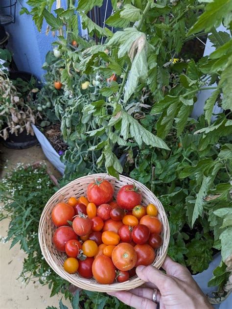 Yes This Year I Grew My Veggies In The Balcony Too By Lucianosphere