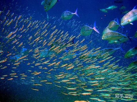 生成式艺术和算法创作11 Boids Flocks Swarms 知乎