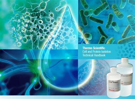 Life Technologies On Linkedin Learn How To Optimize Protein Extraction From Cells And Tissue