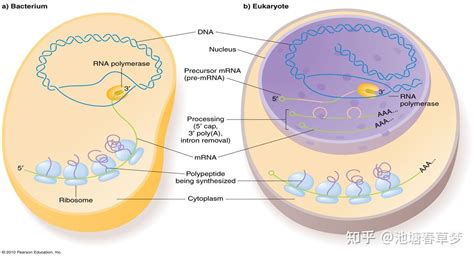 深入浅出原核基因表达调控（乳糖操纵子、色氨酸操纵子） 知乎