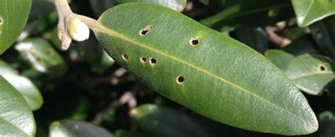 Holes In My Pohutukawa Leaves Auckland Botanic Gardens