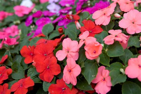 Flowers That Grow In Quebec At Page Koenig Blog