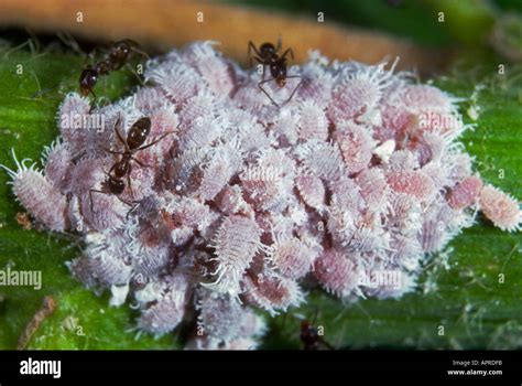 Argentinian Ants Iridomyrmex Humilis On Scale Insects Pseudococcus Longispinus Colony Stock