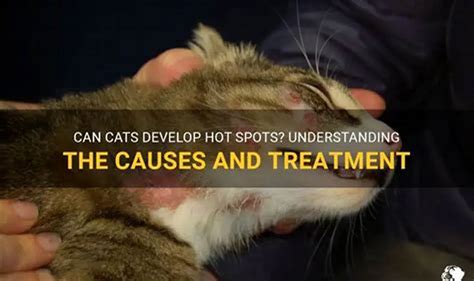 Do Cats Get Hot Spots Causes And Relief Tips