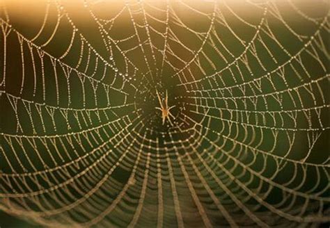 Astonishing Photographs Of Spider Webs Patterns In Nature Textures