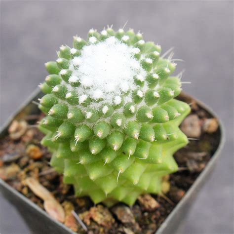 Mammillaria Polythele Mart Var Nudum Real Live Succulent Cactus Pl