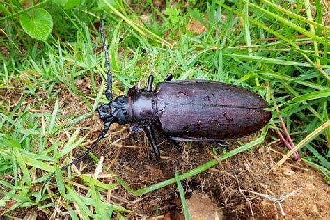 Biggest Bug In The World