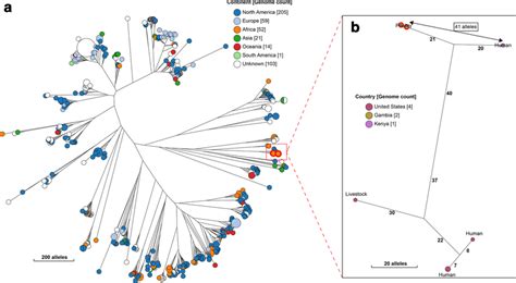 A Ninja Neighbour Joining Tree Showing The Phylogenetic Relationship