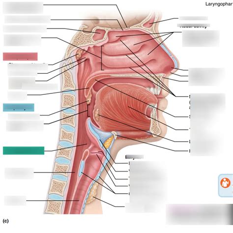 Figure 36 1 Diagram Quizlet