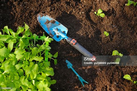 토양에 모종을 따기 및 이식정원 삽 도구와 묘목을 따기 토양에 중국 양배추 묘목과 정원 도구 봄 작업 묘목 심기 계절에 대한 스톡 사진 및 기타 이미지 Istock